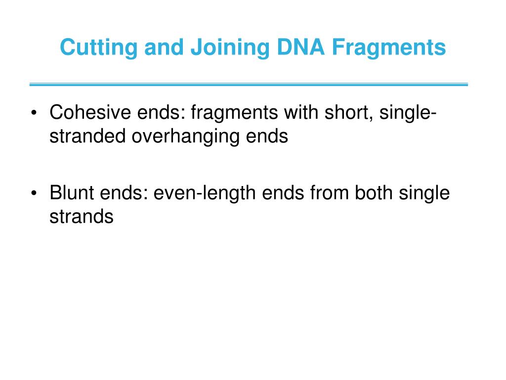 PPT - 19.1 Techniques of Molecular Genetics Have Revolutionized Biology ...