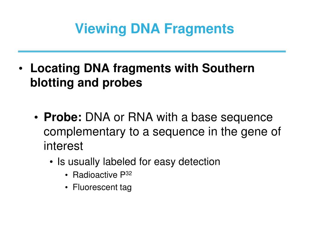 PPT - 19.1 Techniques of Molecular Genetics Have Revolutionized Biology ...