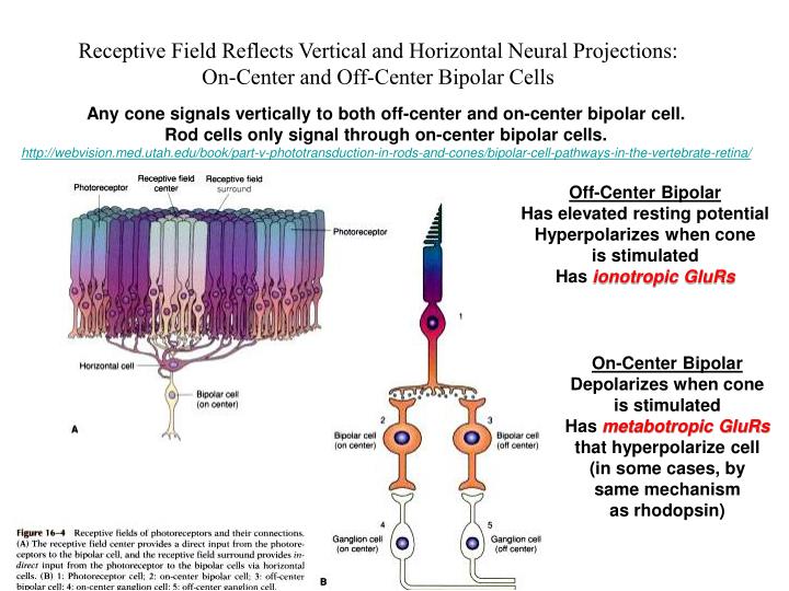 PPT - LECTURE 17: VISION--ORGANIZATION AND FUNCTION OF RETINA ...