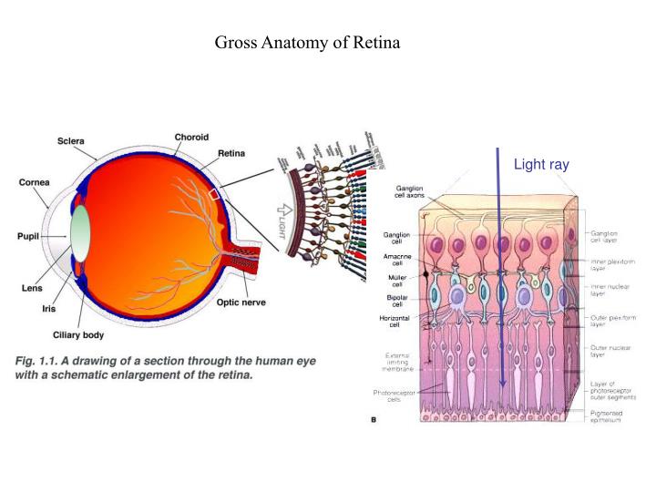 PPT - LECTURE 17: VISION--ORGANIZATION AND FUNCTION OF RETINA ...