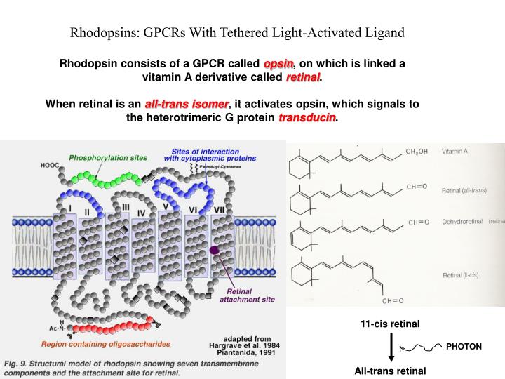PPT - LECTURE 17: VISION--ORGANIZATION AND FUNCTION OF RETINA ...