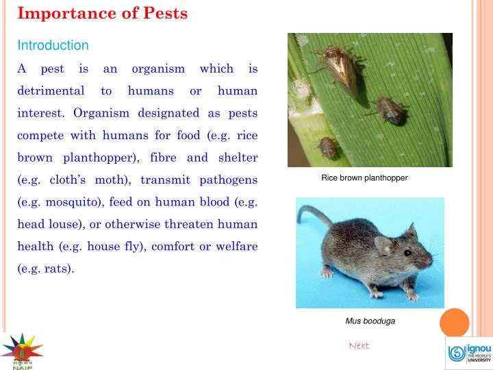 PPT - Importance of Pests PowerPoint Presentation, free download - ID ...