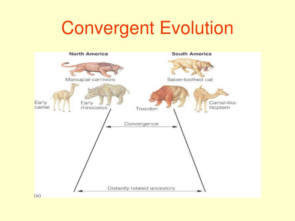 PPT - Evolution PowerPoint Presentation, free download - ID:2939674 PPT - Evolution PowerPoint Presentation, free download - ID:2939674