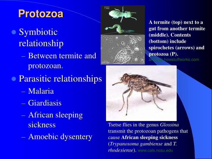 PPT - Eukaryotic Microbes PowerPoint Presentation - ID:2939803