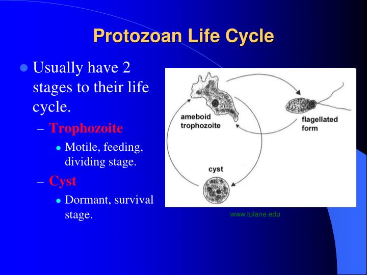 PPT - Eukaryotic Microbes PowerPoint Presentation - ID:2939803