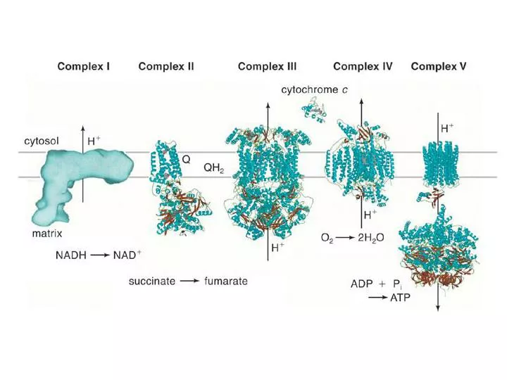 PPT - What are the essentials of chemiosmosis? PowerPoint Presentation ...