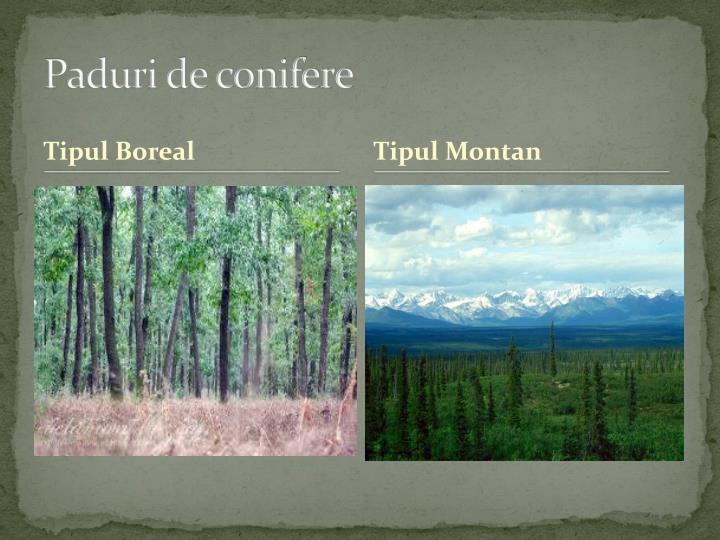 PPT - Mediul pădurilor de conifere PowerPoint Presentation - ID:2940499