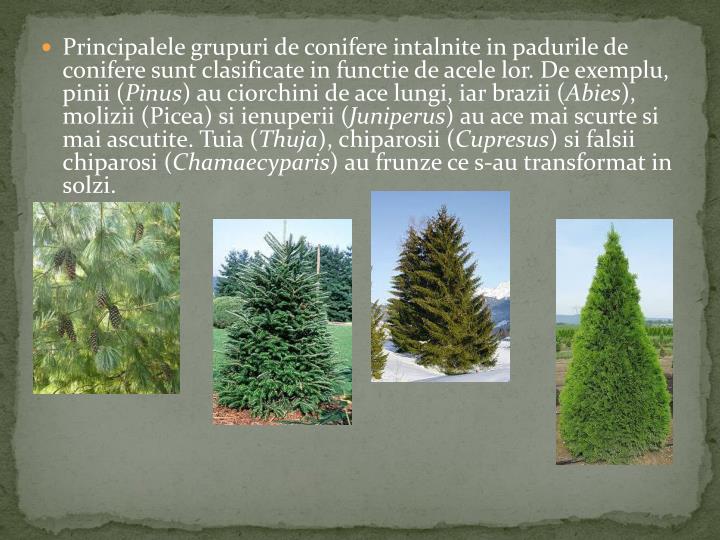 PPT - Mediul pădurilor de conifere PowerPoint Presentation - ID:2940499