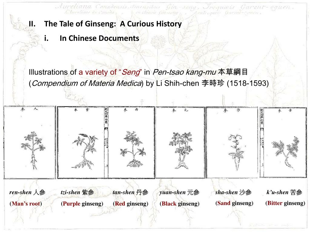 PPT - A Land-Rooted Plant Turned Maritime Cargo: The “ Seng ” Story ...