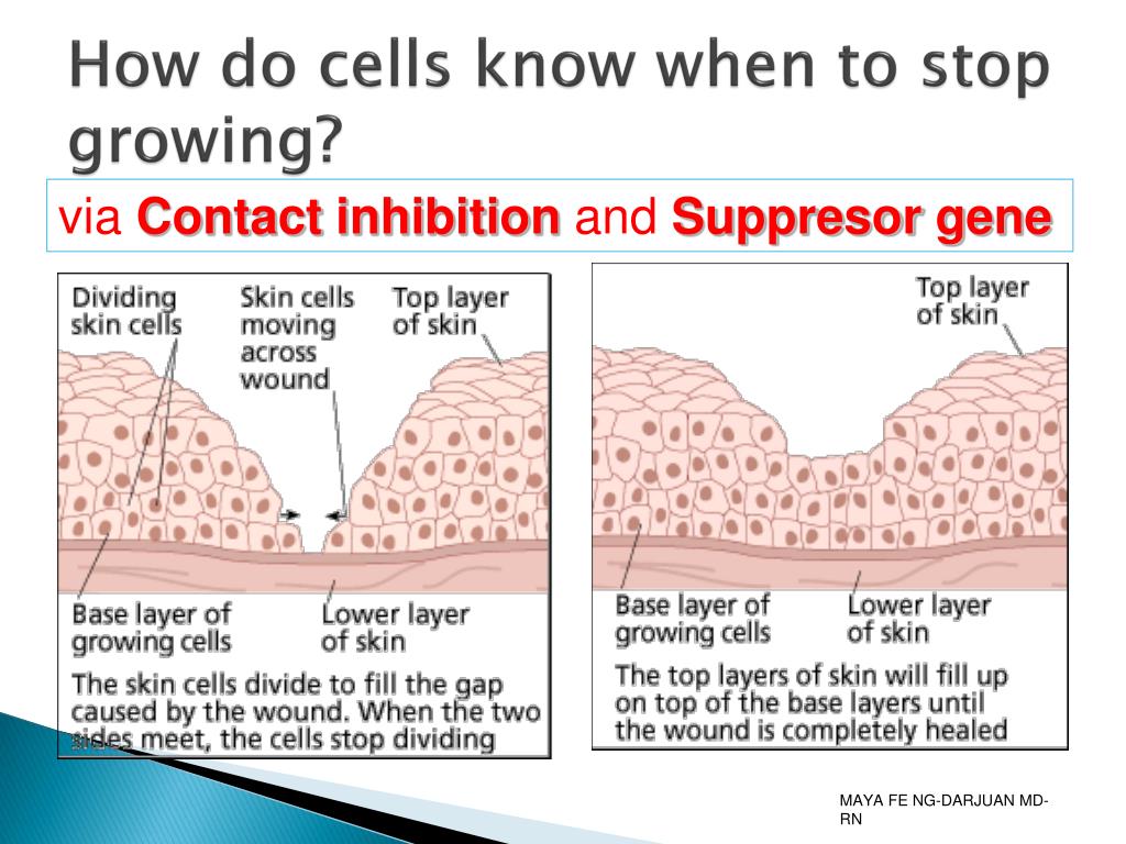 PPT - CANCER and Anti Cancer Agents PowerPoint Presentation, free ...
