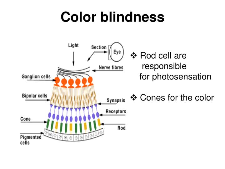 PPT - Surface anatomy of the eye PowerPoint Presentation - ID:2942416
