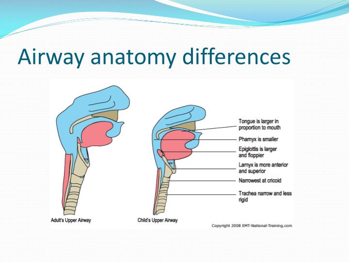 Airway Anatomy
