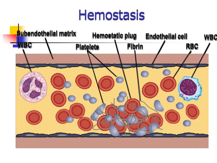 PPT - Inherited Coagulation Disorders PowerPoint Presentation - ID:2943853