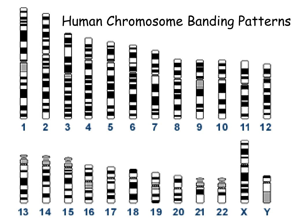 PPT - WHAT IS BIOLOGY? • Technically, the “study” (Gr =logos) of “life ...