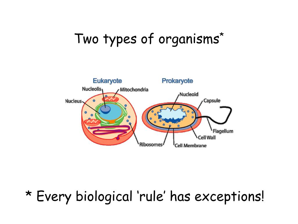PPT - WHAT IS BIOLOGY? • Technically, the “study” (Gr =logos) of “life ...