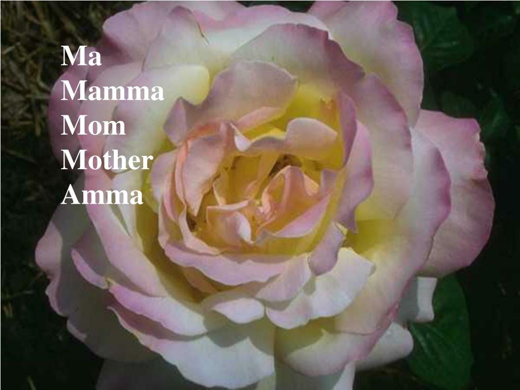 PPT - Ma Mamma Mom Mother Amma PowerPoint Presentation, free download ...