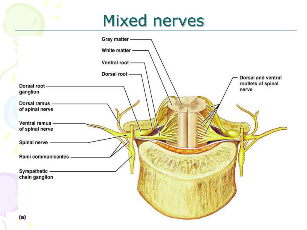 Anterior Ramus Of A Spinal Nerve Anterior Ramus Of A Spinal Nerve