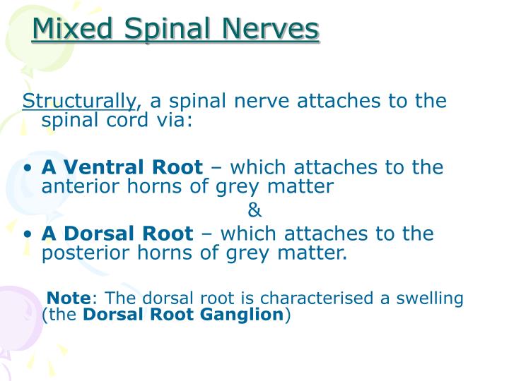 PPT - Anatomy of Spinal Nerves PowerPoint Presentation - ID:2945675