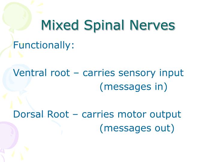 PPT - Anatomy of Spinal Nerves PowerPoint Presentation - ID:2945675