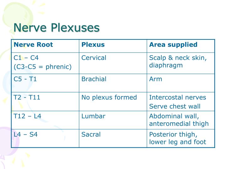 PPT - Anatomy of Spinal Nerves PowerPoint Presentation - ID:2945675