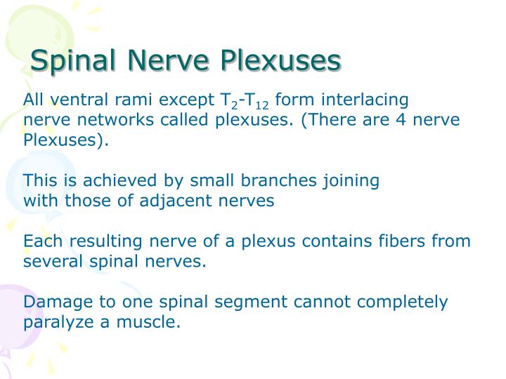 PPT - Anatomy of Spinal Nerves PowerPoint Presentation - ID:2945675