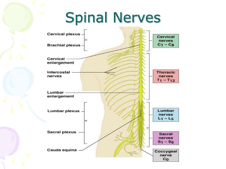Anatomy Of Spinal Nerves
