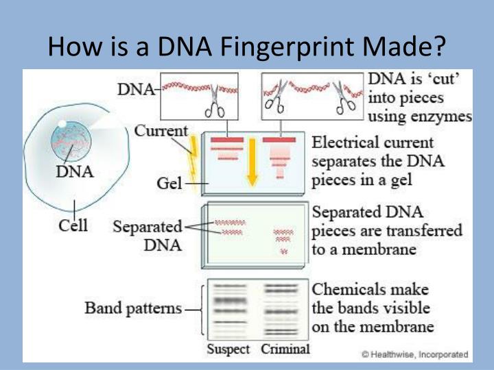 PPT - DNA Fingerprinting PowerPoint Presentation - ID:2946094