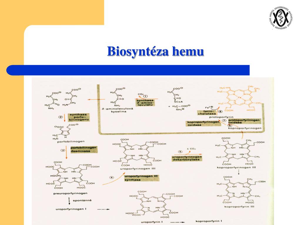 PPT - Patofyziologicky významné poruchy metabolizmu II PowerPoint ...