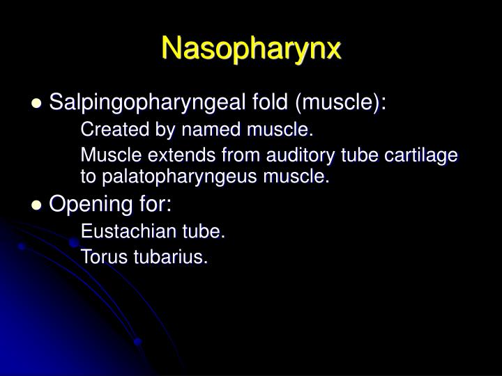 PPT - NASAL CAVITY PowerPoint Presentation - ID:2947491
