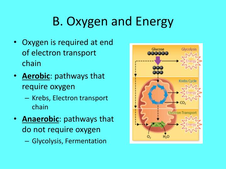 PPT - 9.1 Cellular Respiration: An overview PowerPoint Presentation ...