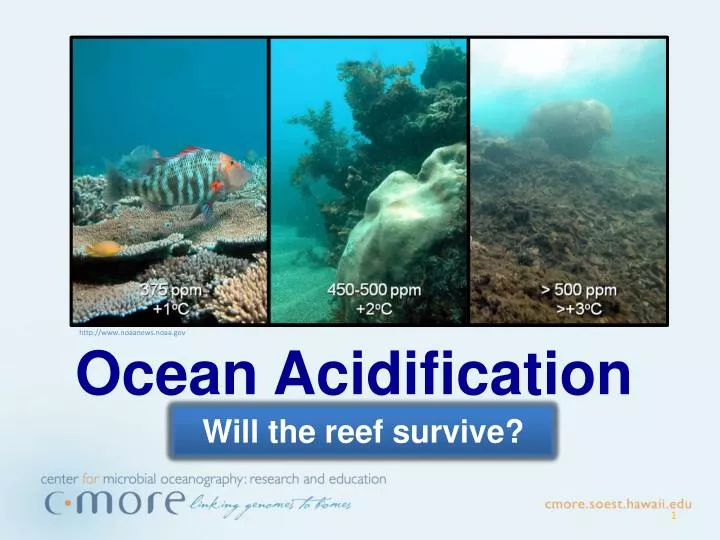 PPT - Ocean Acidification PowerPoint Presentation, free download - ID ...