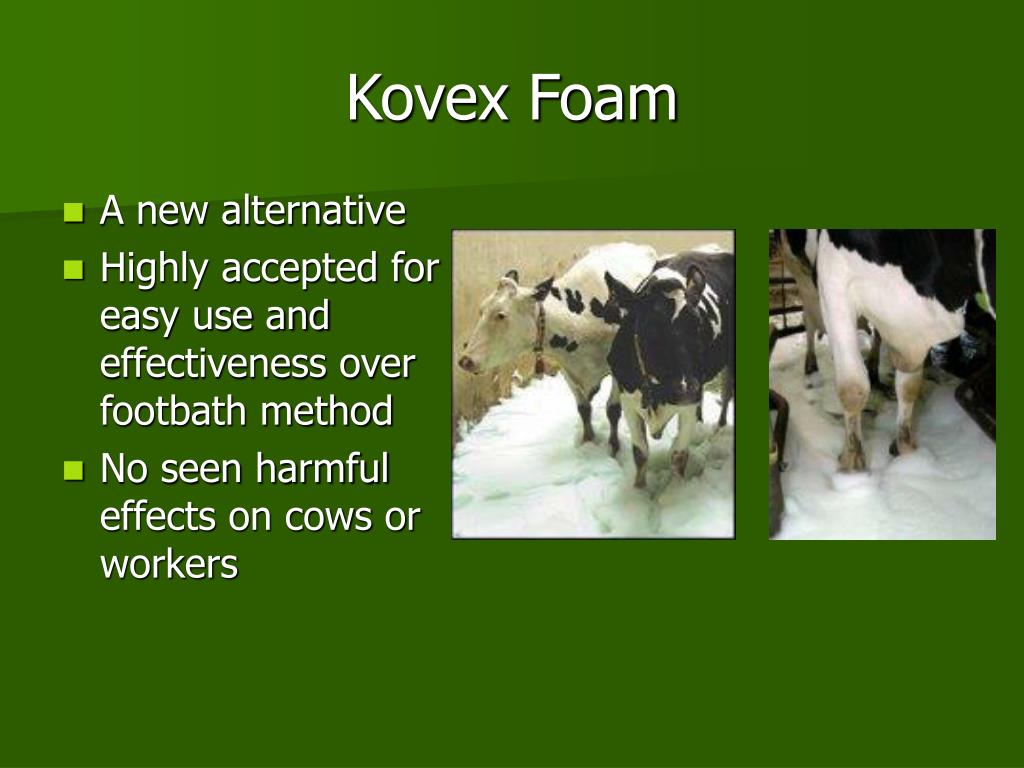 PPT - Hairy Foot Wart or Papilomatous Digital Dermatitis PowerPoint ...
