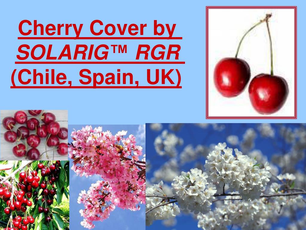 PPT - Cherry Cover by SOLARIG™ RGR (Chile, Spain, UK) PowerPoint ...