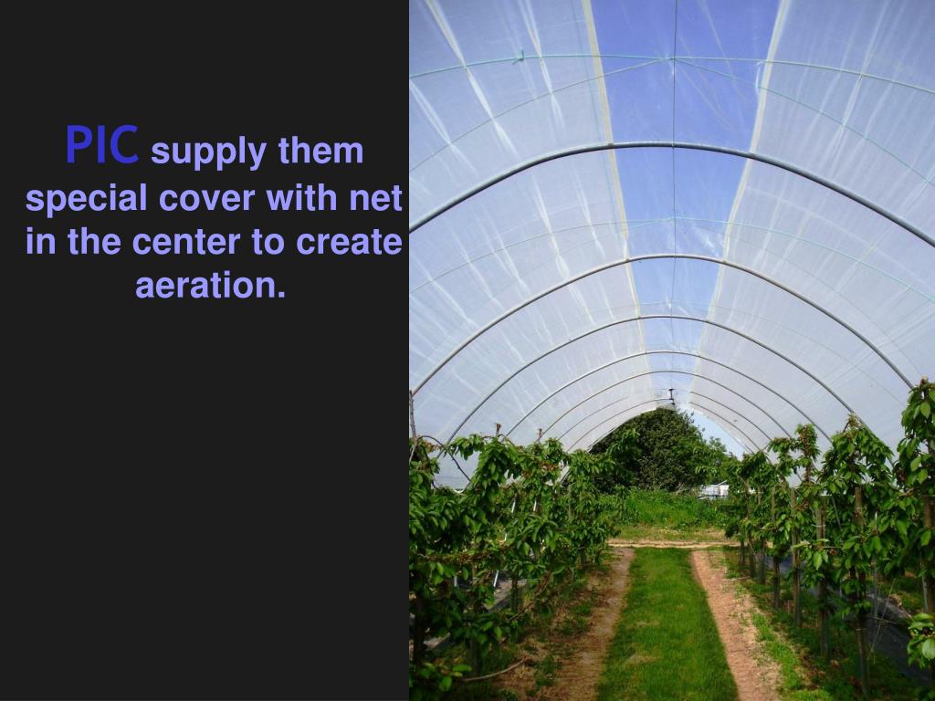 PPT - Cherry Cover by SOLARIG™ RGR (Chile, Spain, UK) PowerPoint ...