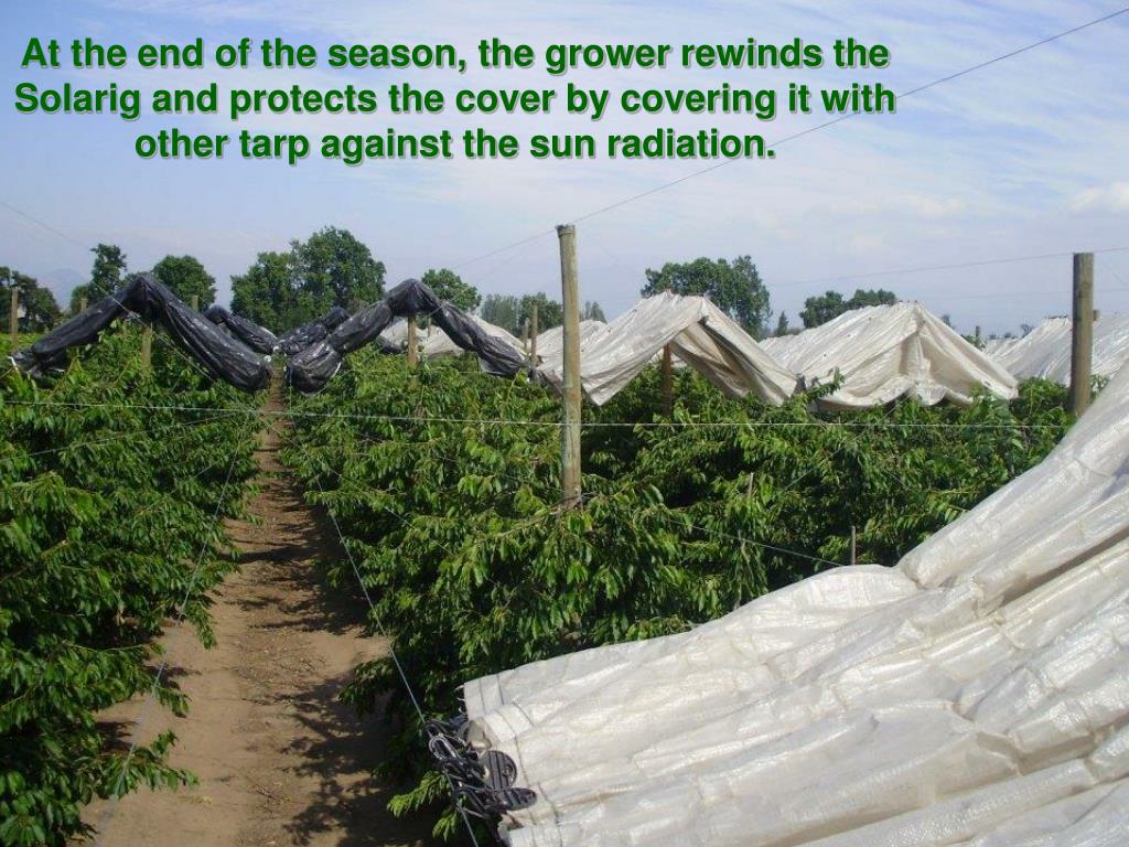 PPT - Cherry Cover by SOLARIG™ RGR (Chile, Spain, UK) PowerPoint ...