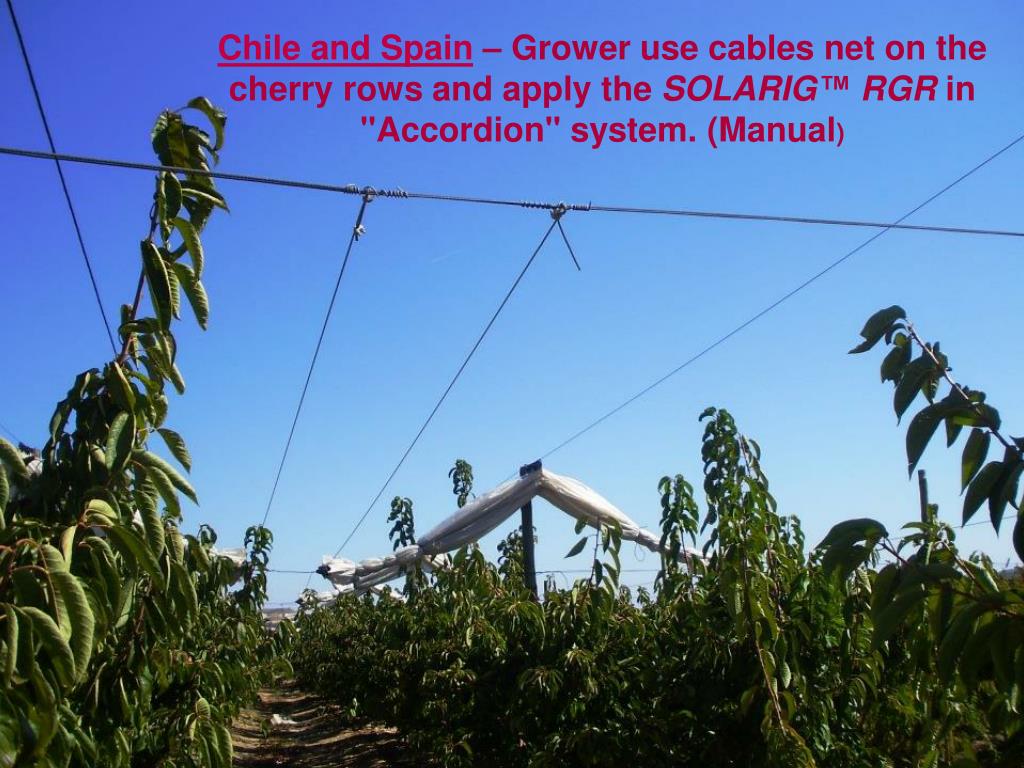 PPT - Cherry Cover by SOLARIG™ RGR (Chile, Spain, UK) PowerPoint ...