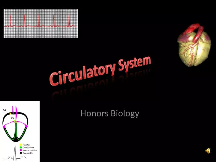 PPT - Circulatory System PowerPoint Presentation, free download - ID ...