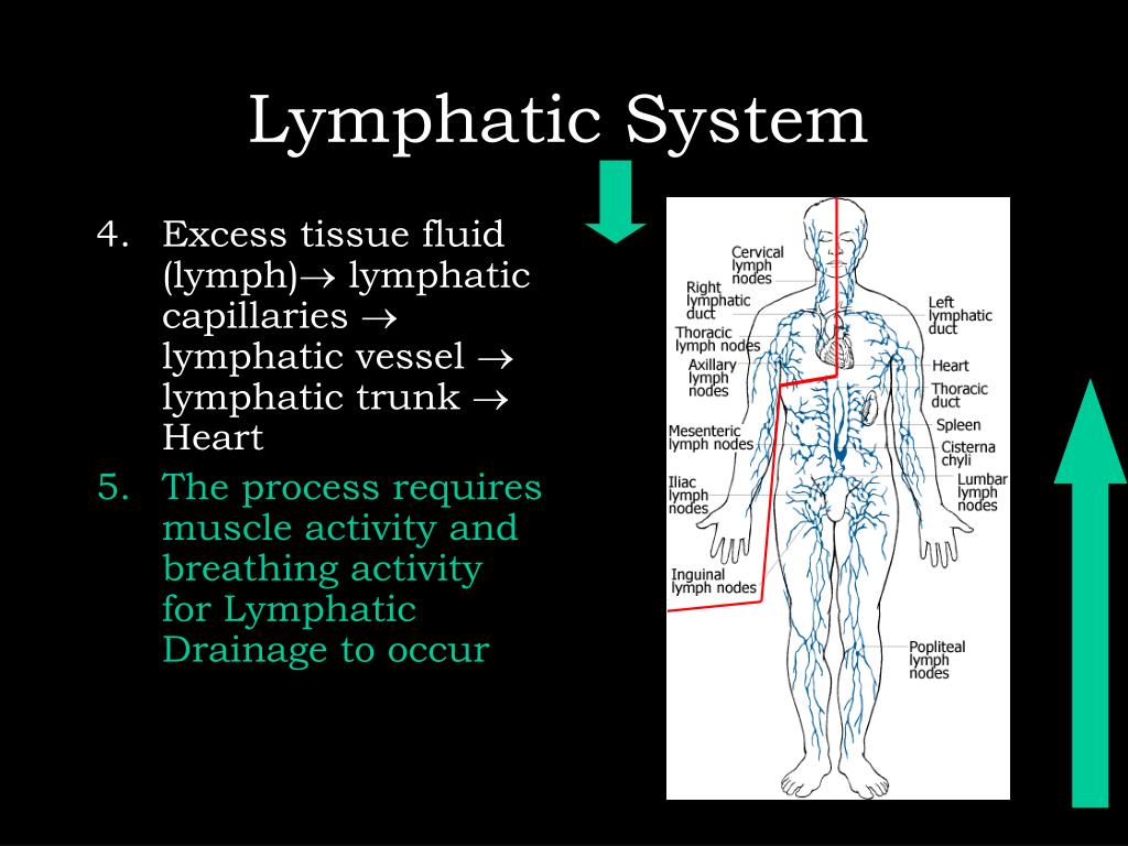 Ppt Lymphatic System Powerpoint Presentation Free Download Id