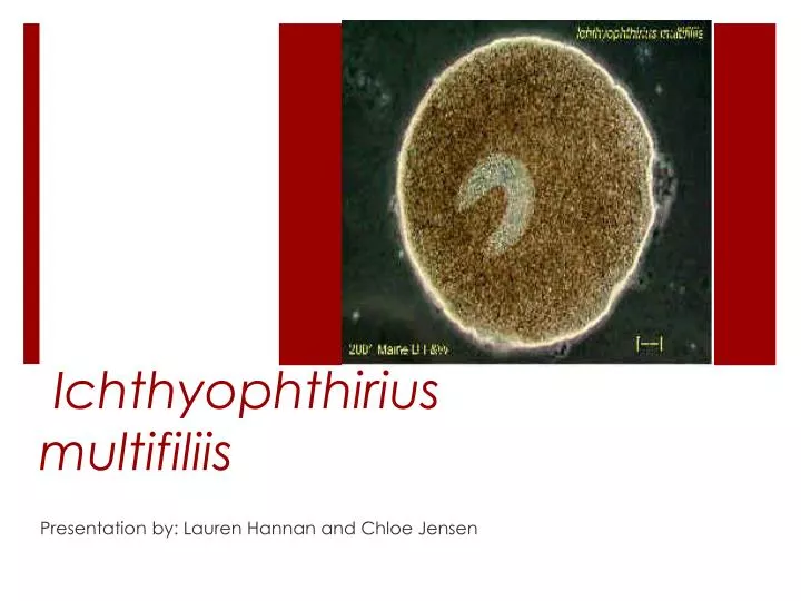 PPT - Ichthyophthirius multifiliis PowerPoint Presentation, free ...