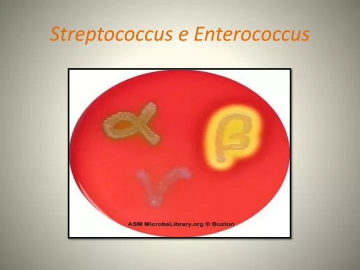 PPT - Streptococcus e Enterococcus PowerPoint Presentation, free ...