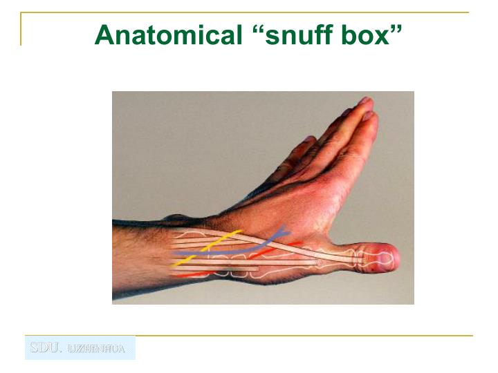 PPT - Wrist and Hand PowerPoint Presentation - ID:2951146