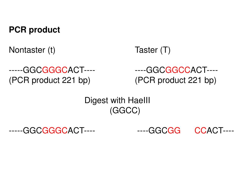 PPT - PTC: DNA Analysis PCR amplified 221 base pairs of DNA from the ...