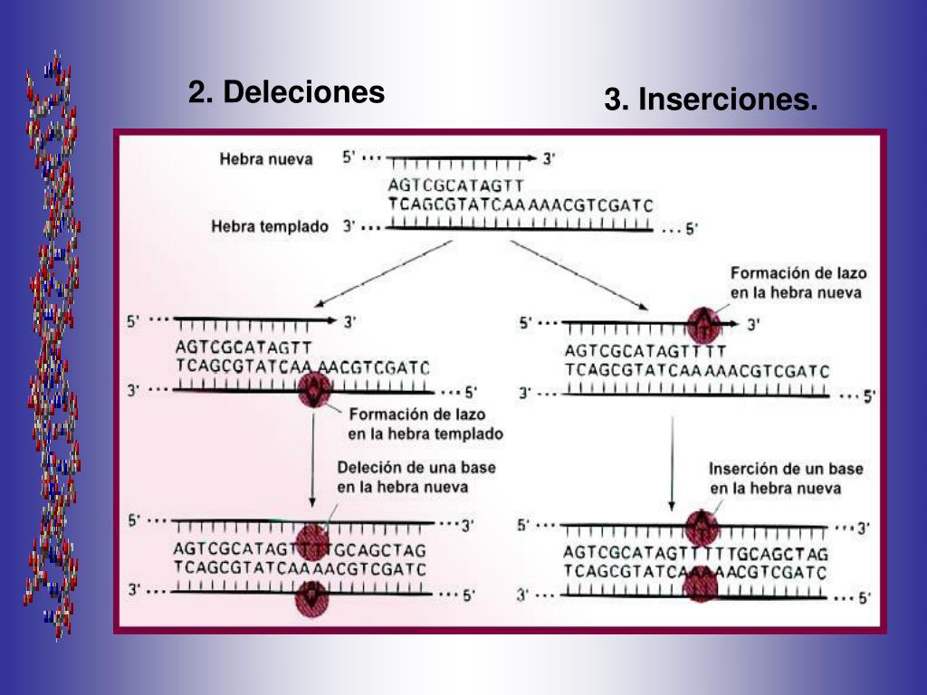 PPT - INESTABILIDAD GEN Ó MICA CAUSADA POR XENOBIOTICOS PowerPoint ...