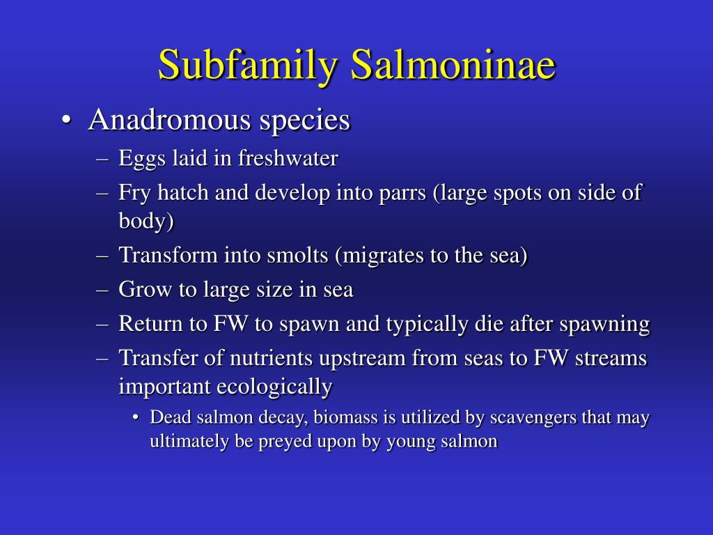 PPT - Teleost Fish: Bonytongues Through Anglerfish Ch. 14 PowerPoint ...
