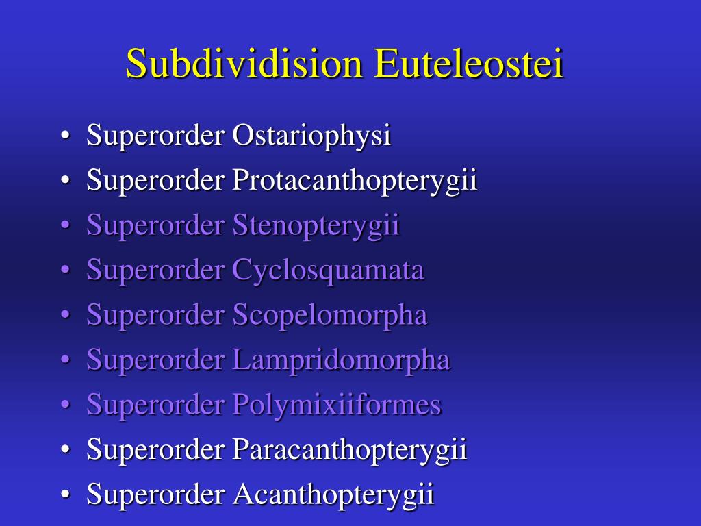 PPT - Teleost Fish: Bonytongues Through Anglerfish Ch. 14 PowerPoint ...