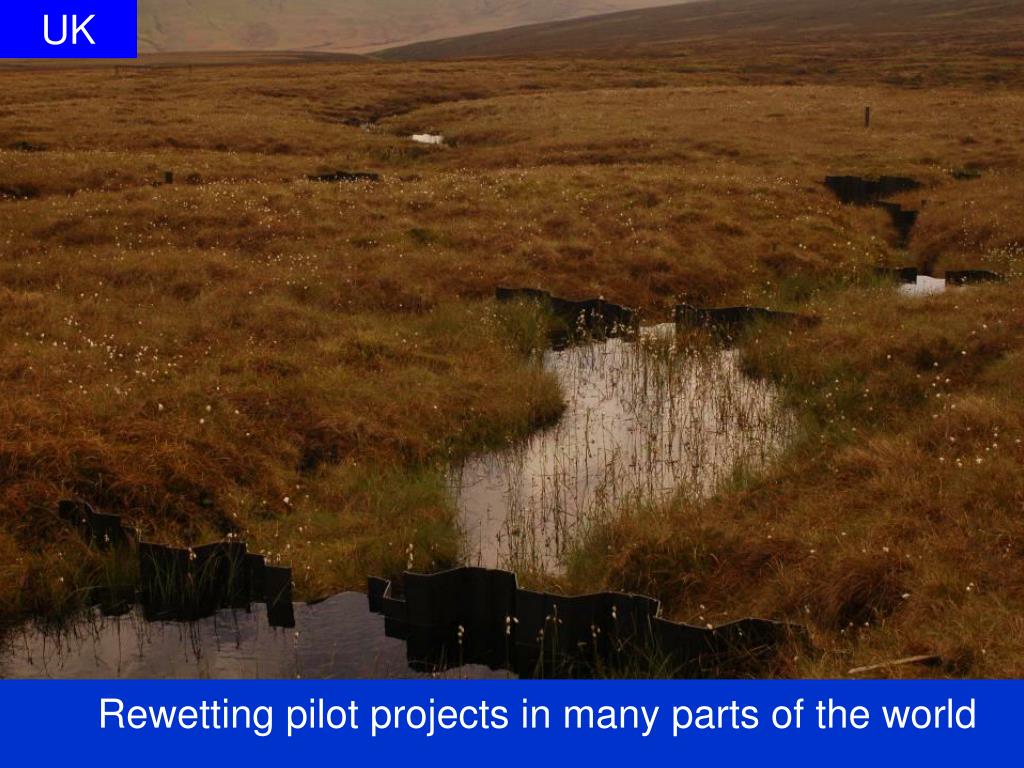 PPT - Challenges and perspectives Wetland Management Susanna Tol ...