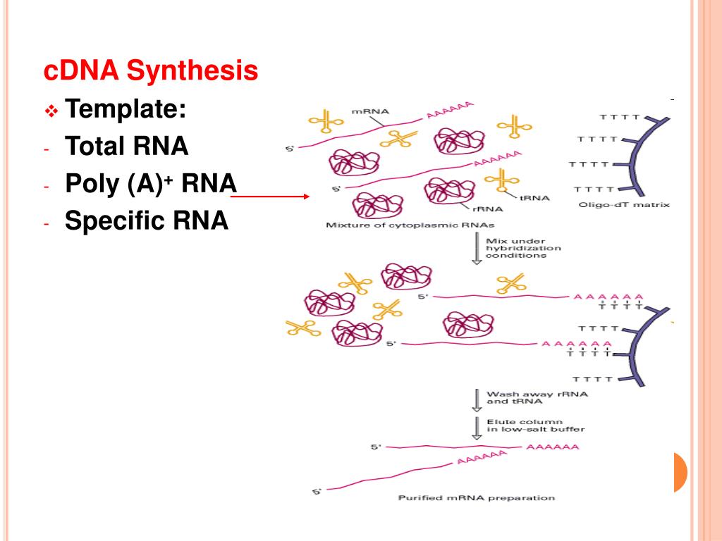 PPT - cDNA SYNTHESIS PowerPoint Presentation, free download - ID:2952006 PPT - cDNA SYNTHESIS PowerPoint Presentation, free download - ID:2952006