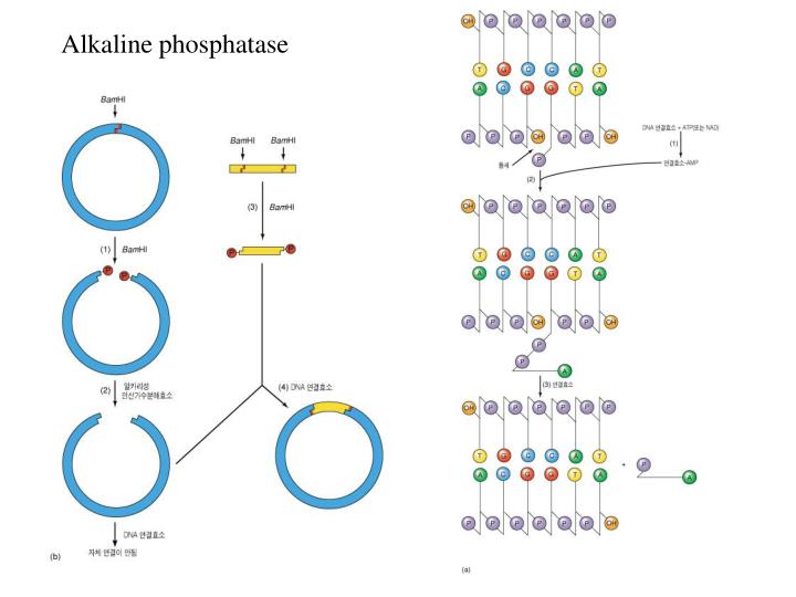 PPT - Ch. 4 Molecular cloning Methods PowerPoint Presentation - ID:2952018