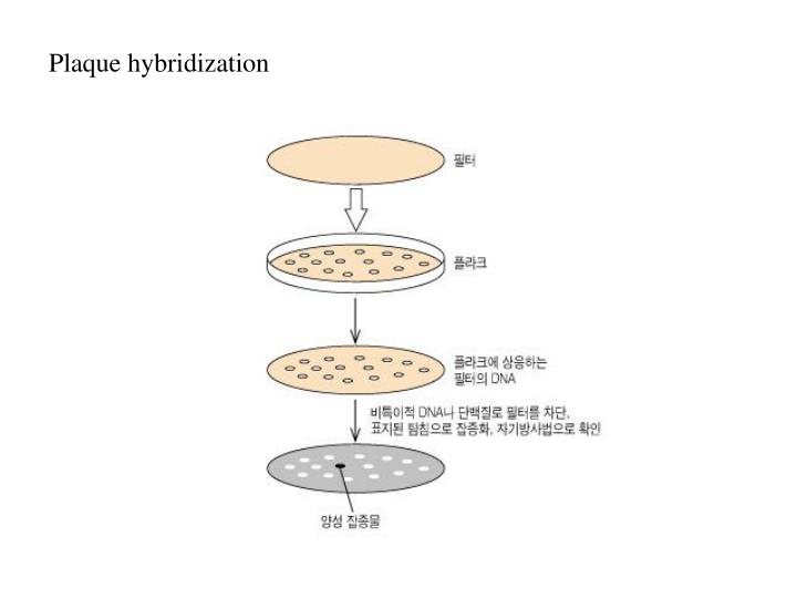 PPT - Ch. 4 Molecular cloning Methods PowerPoint Presentation - ID:2952018