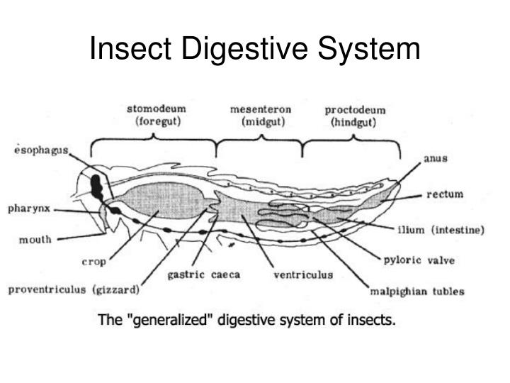 PPT - Insect Design and Structure PowerPoint Presentation - ID:2952645